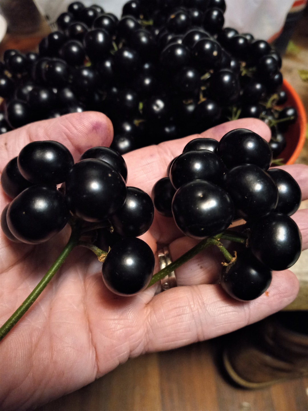 Giant Garden Huckleberry Seeds (makes Great Pie and Jam) - Etsy