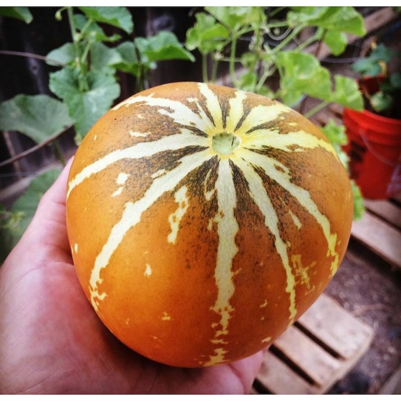 Thai Golden Round Melon Seeds - Etsy