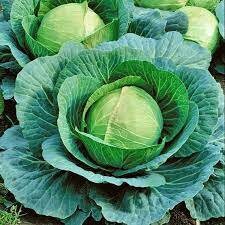 Early Round Dutch Cabbage Seeds - Etsy