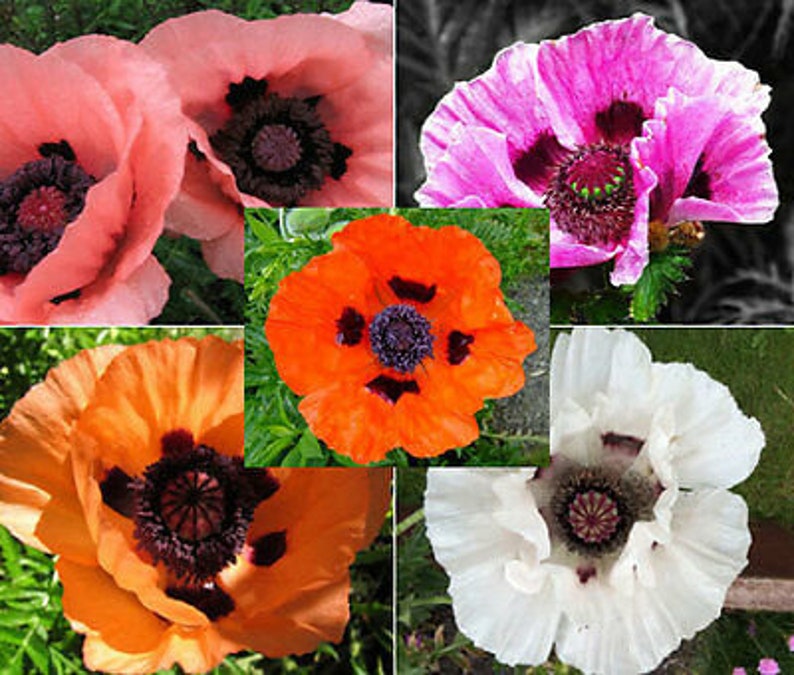 Oriental Poppy Mix - Etsy