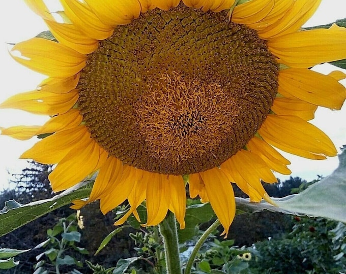 Incredible Dwarf Sunflower Seeds - Large 7-9 Inch Head on 15-20 Inch ...