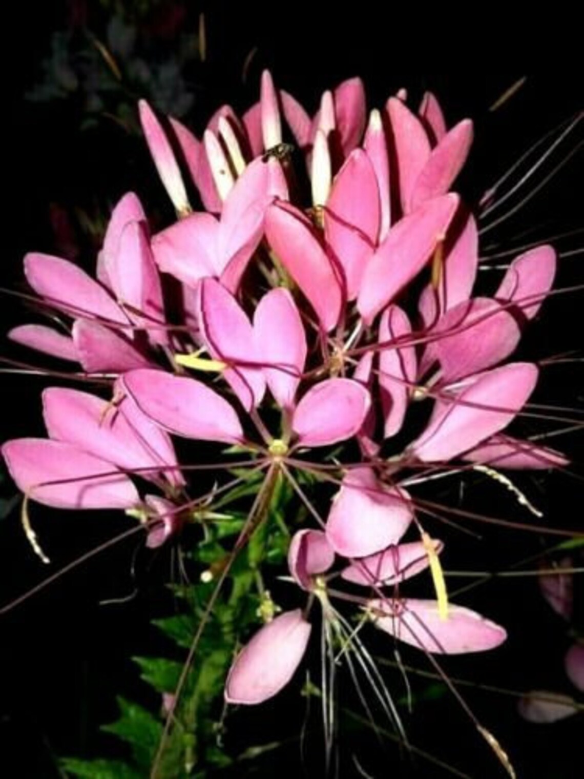 Dwarf Rose Sparkler Cleome (spider Flower) - Etsy