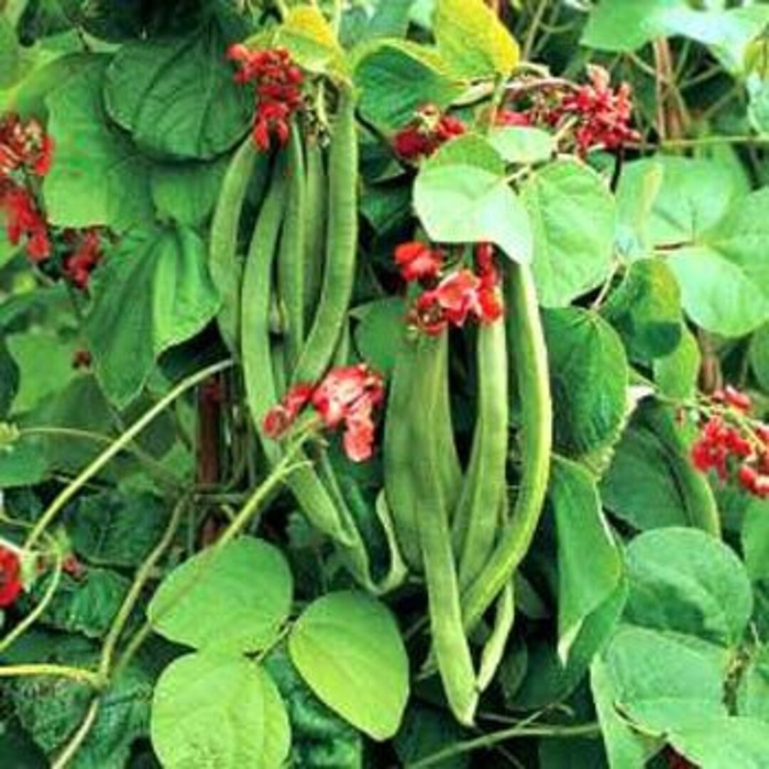 Scarlet Runner Bean Vine Seeds - Etsy