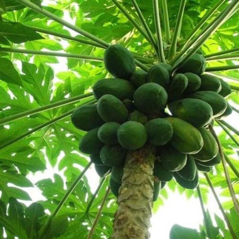 Maradol Papaya Tree Seeds - Grows Fruit in Only 9 Months From Seed! 10 ...