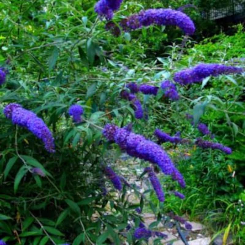 Dwarf Butterfly Bush - Etsy