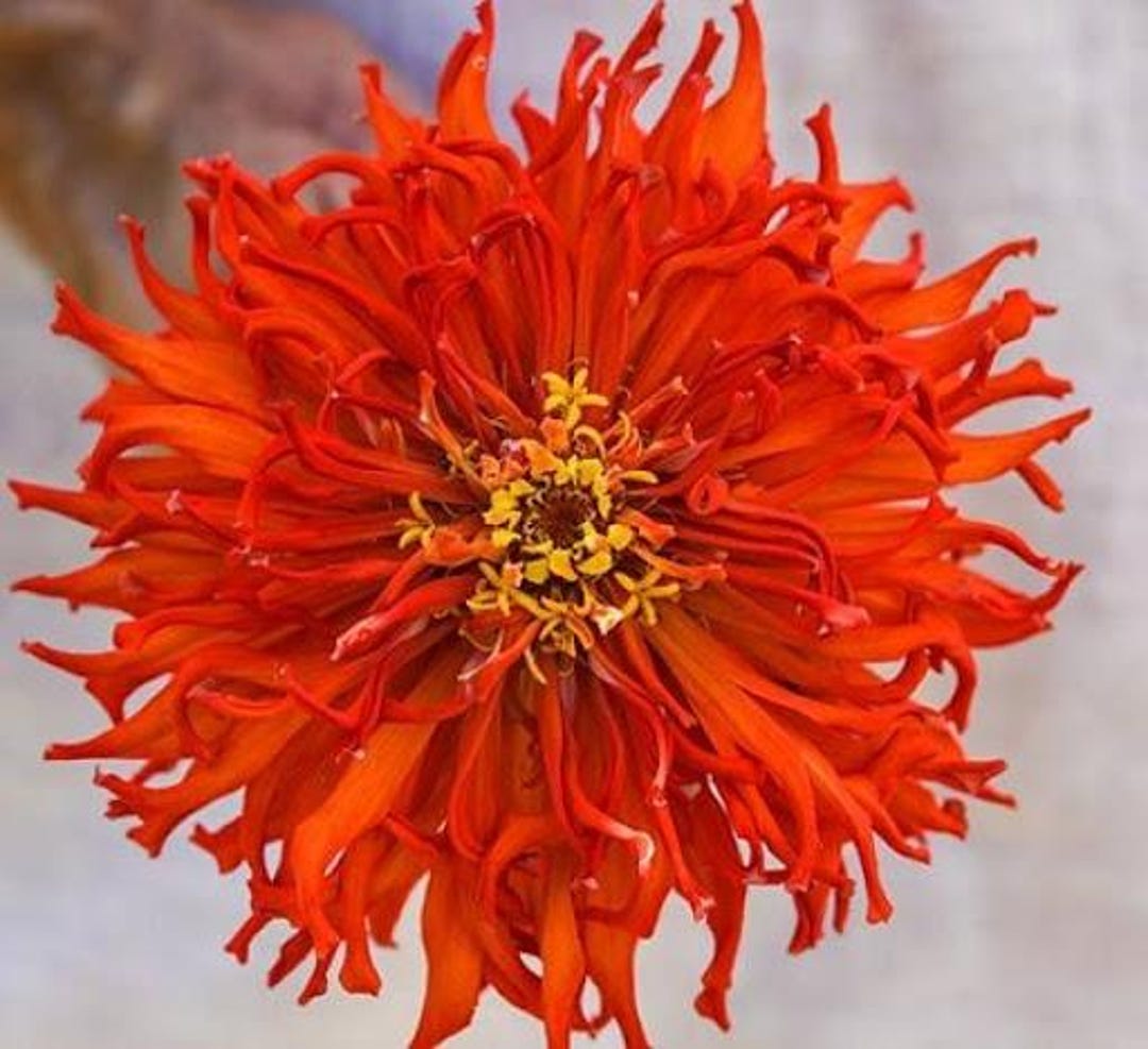 Redman Super Cactus Zinnia - Etsy
