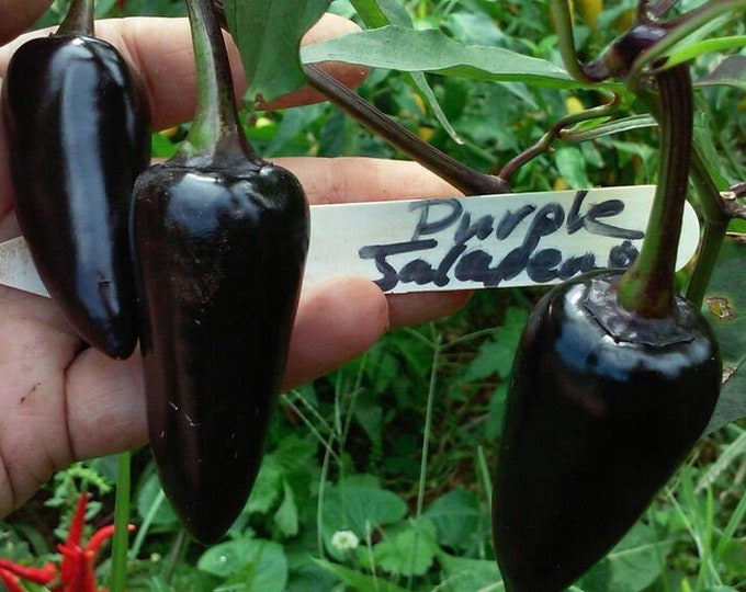 Purple Jalapeno Pepper Seeds - Etsy