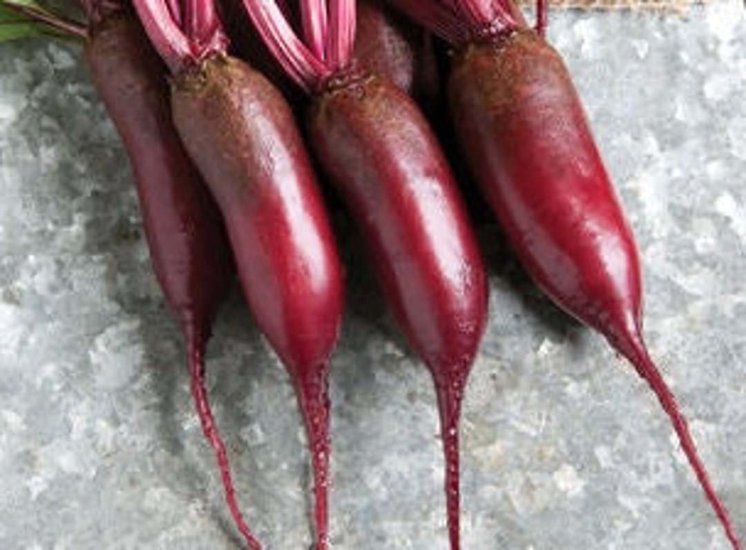 Cylindra Beet Seeds Large Long Beet - Great for Canning - Etsy