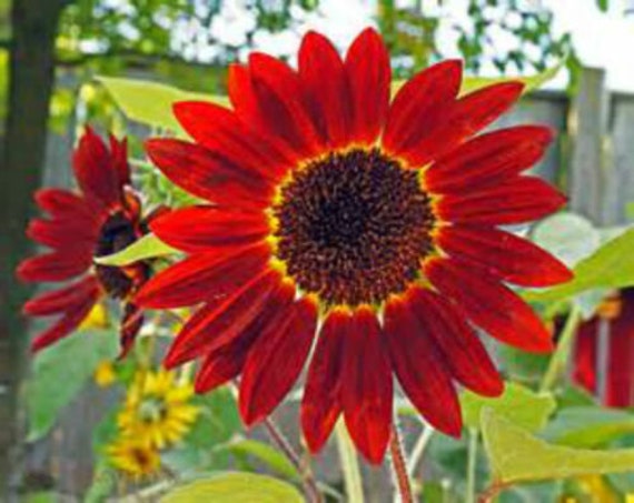 Red Sun Sunflower - Etsy
