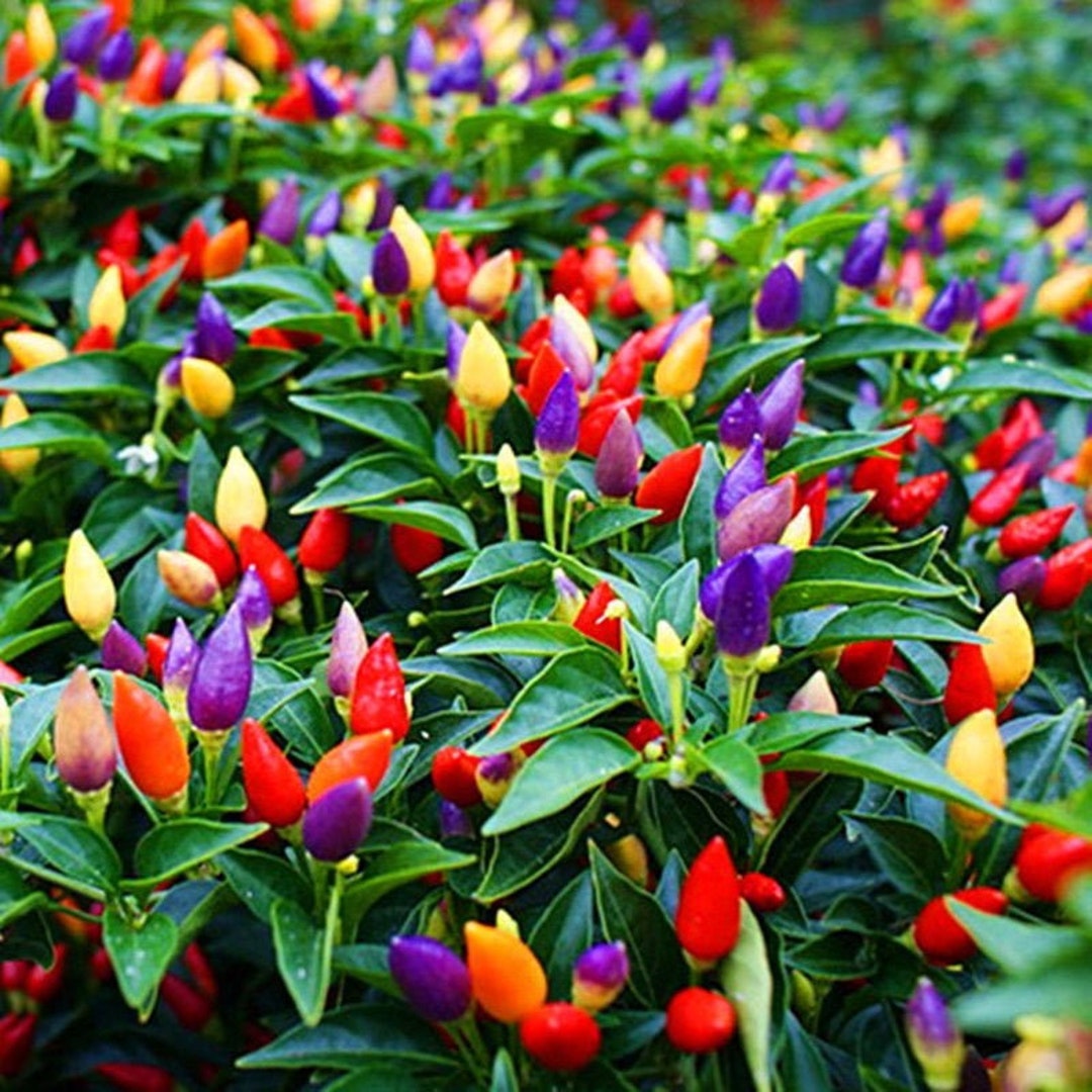 Chinese 5 Color Pepper Seeds - Etsy
