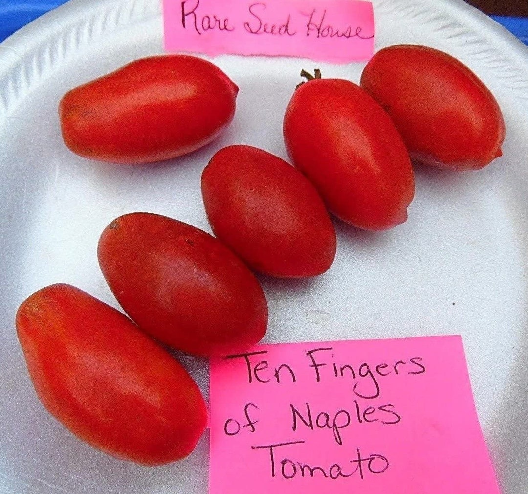 Ten Finger of Naples Tomato Seeds - Etsy