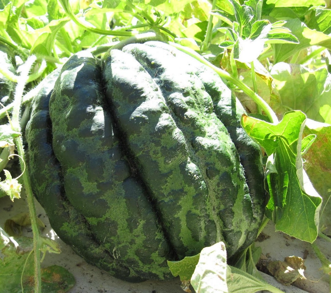 D'alger Melon Seeds - Etsy