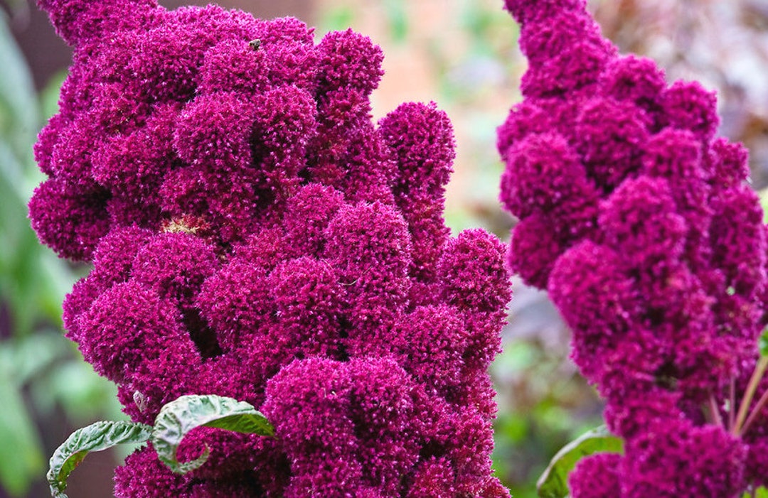 Hot Pink Elephant Head Amaranth Seed - Etsy