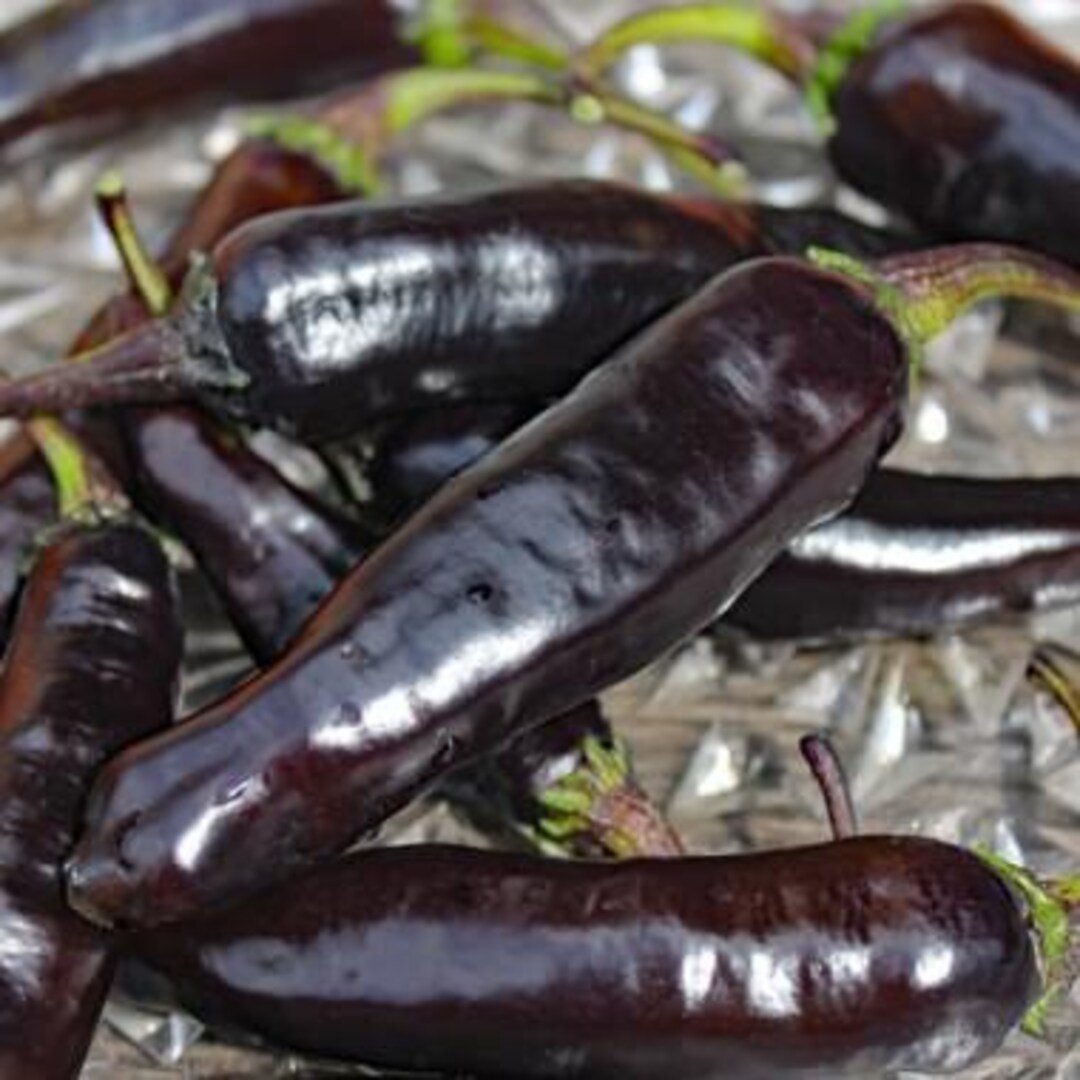 Murasaki Purple Sweet Pepper Seeds - Etsy