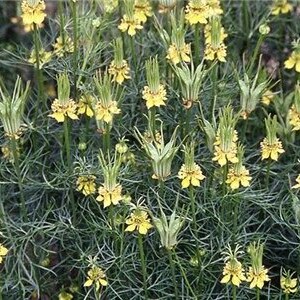 Love in a Mist Transformers nigella Orientalis | Etsy
