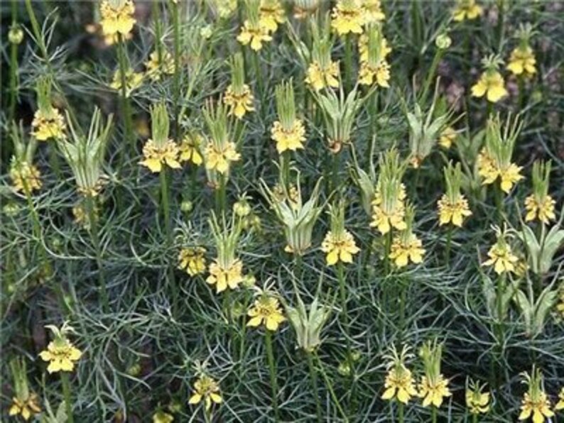 Love in a Mist Transformers nigella Orientalis | Etsy