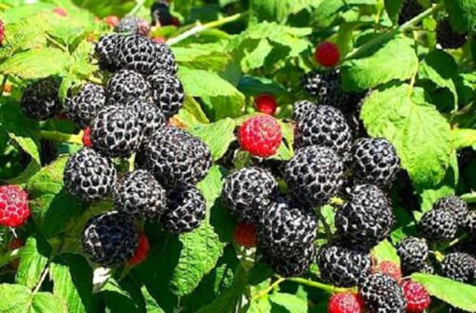 Black Raspberry Bush Seeds Sweet Delicious Fruit - Etsy