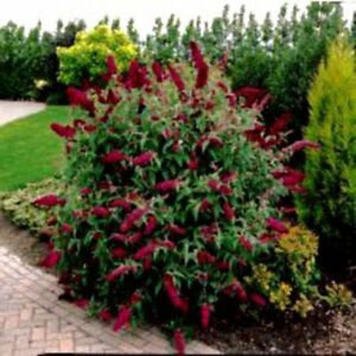 Royal Red Butterfly Bush Seeds | Etsy