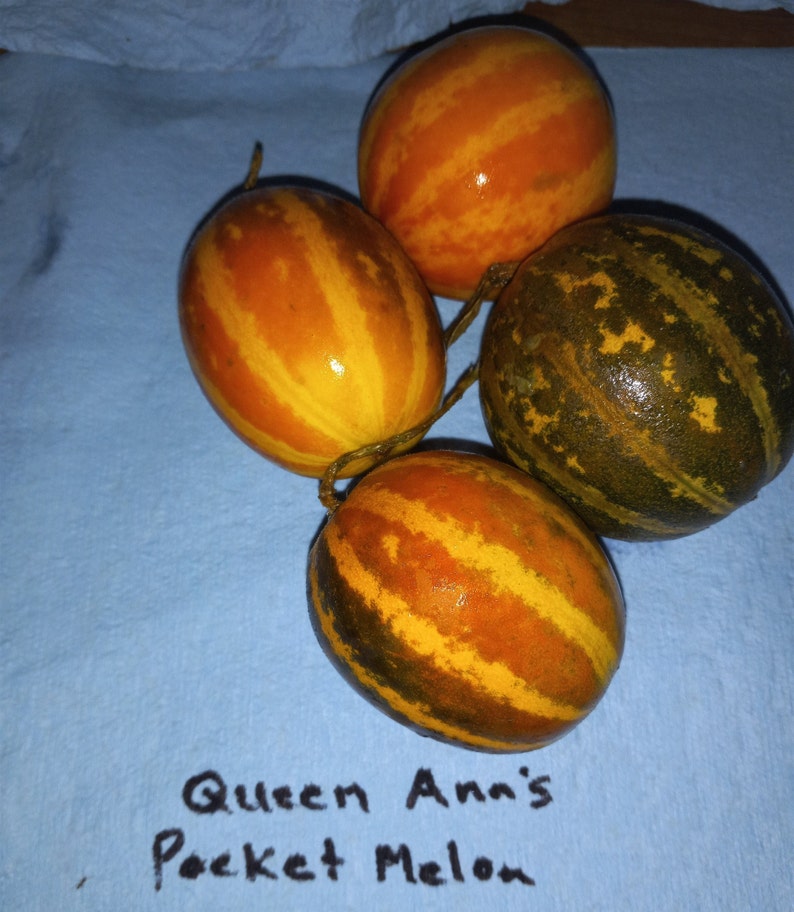 Queen Ann's Pocket Melon - Etsy