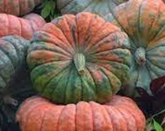 Fairytale Pumpkin Seeds - Etsy