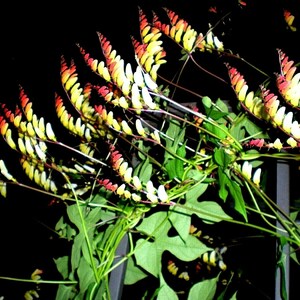 Beautiful Firecracker Vine (mina Lobata) Exotic Love Vine Seeds - Etsy