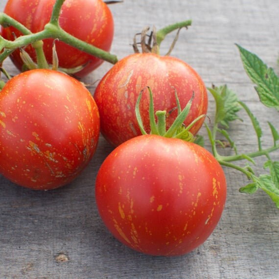 Cascade Lava Tomato Seeds - Etsy