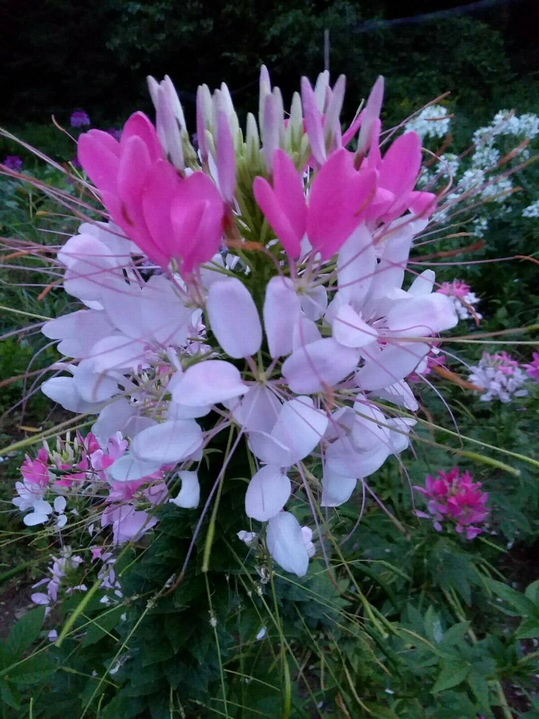 Rose Queen Cleome Seeds (spider Flower) - Etsy