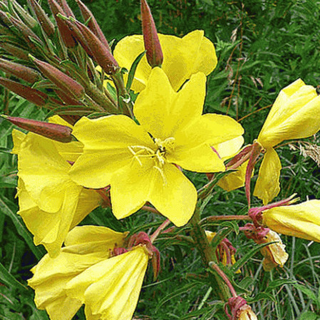 Bright Yellow Tall Primrose Seeds - Etsy