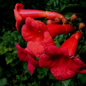 Dark Red Hummingbird Trumpet Vine Seeds - Etsy