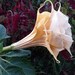 Custom Devil Trumpet Mix (datura Bush Seed) -15 Seeds - Etsy