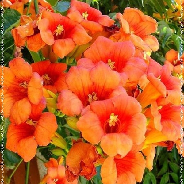 Trumpet Vine Live Plant - Etsy