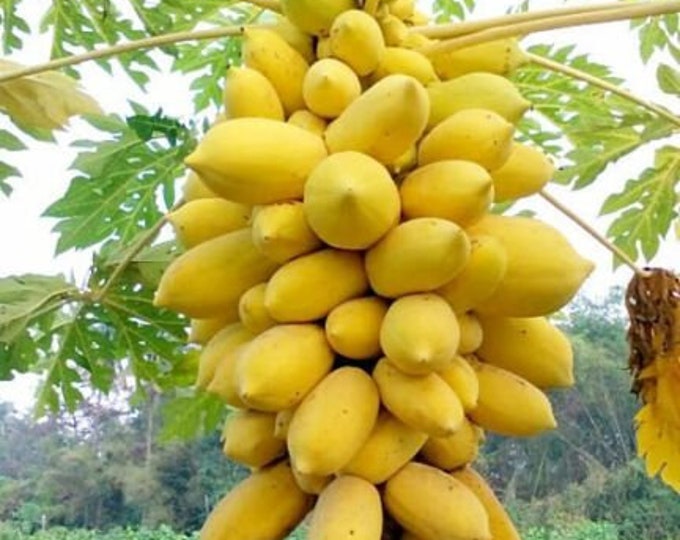 Brazilian Golden Papaya -10 Seeds - Small Fruit- Perfect for Growing in ...