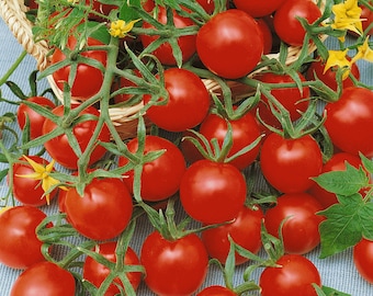 Yellow Candy Cherry Tomato Heirloom Tomato Seeds | Etsy