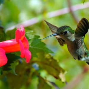 Dark Red Hummingbird Trumpet Vine Seeds - Etsy