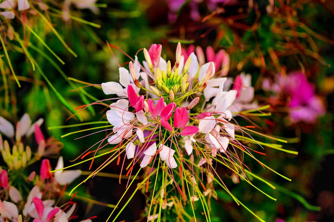 Dwarf Sparkler Cleome (bright Pink W/ White Bottom) - Etsy