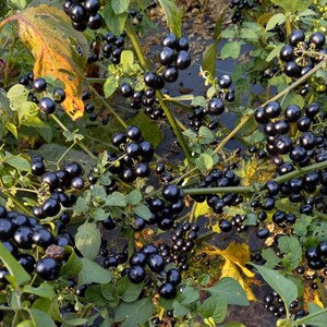 Chichiquelite Huckleberry Seeds - Etsy