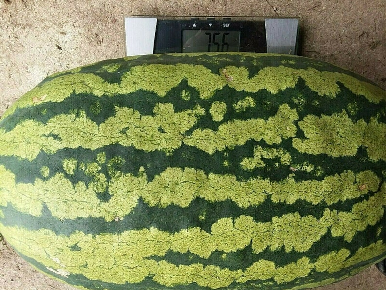 75 Pound Carolina Cross Watermelon Seeds Massive Prize - Etsy