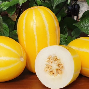 Early Silver Line Melon Seeds - Etsy