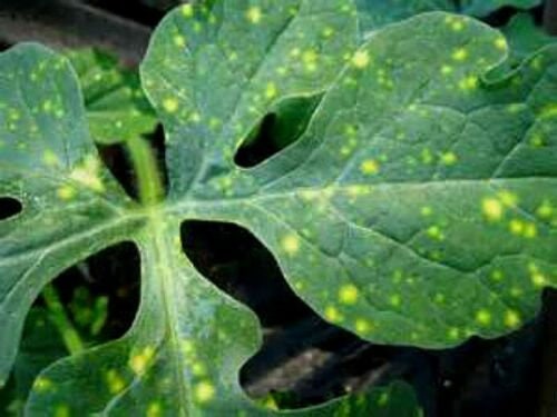 Moon & Stars Cherokee Watermelon Fruit and Leaves | Etsy