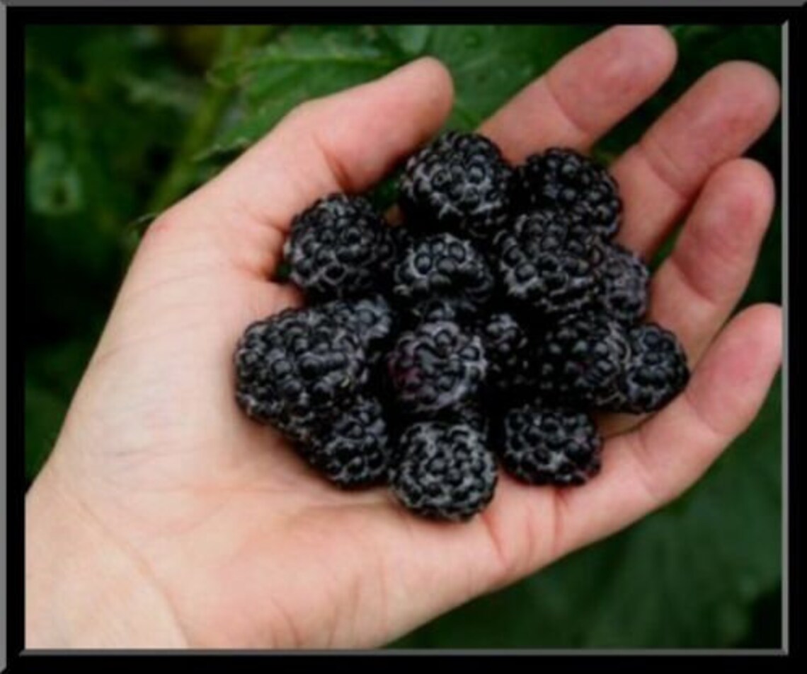 Black Raspberry Bush Seeds Sweet Delicious Fruit - Etsy