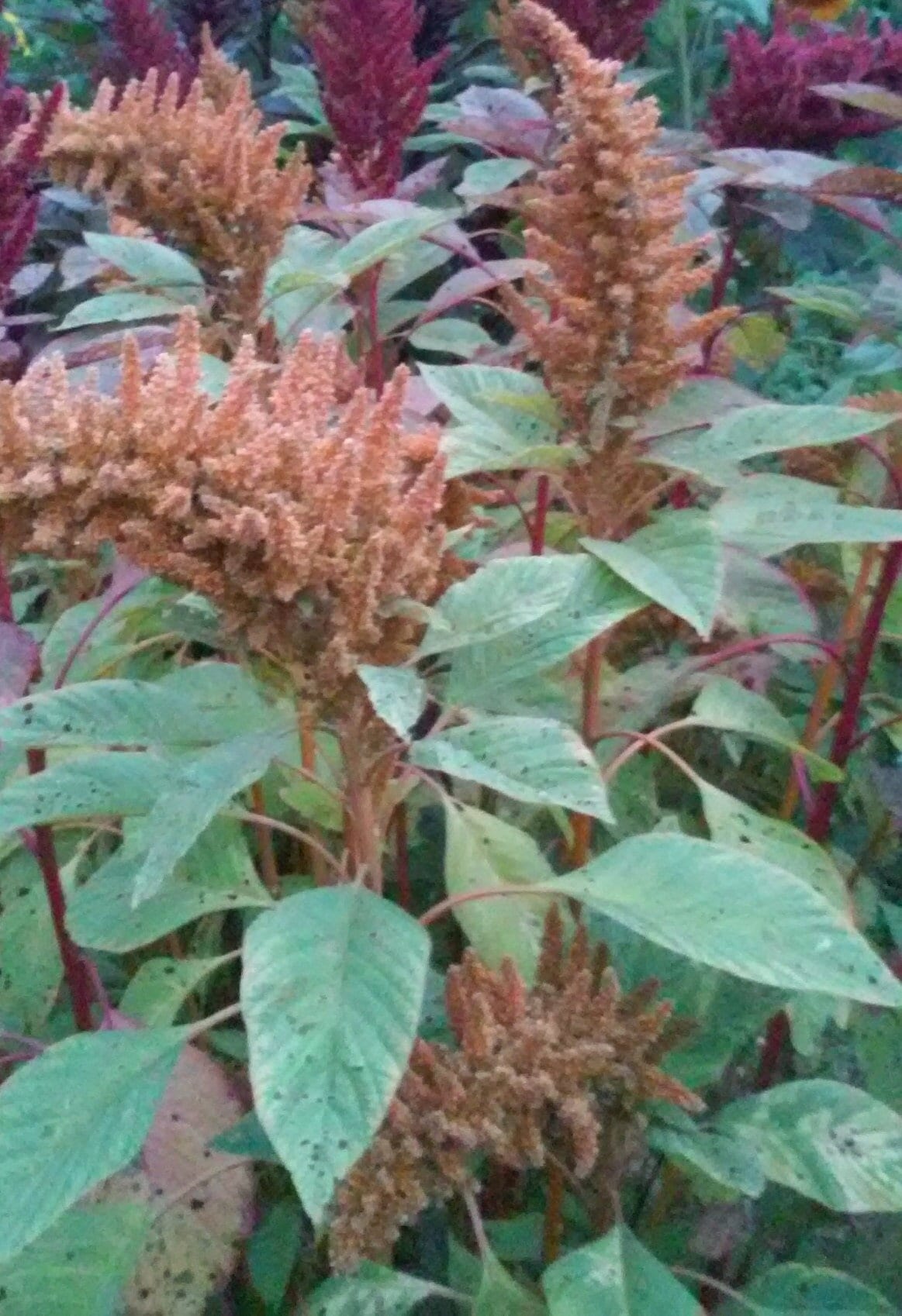 Golden Giant Amaranth Seeds - Etsy