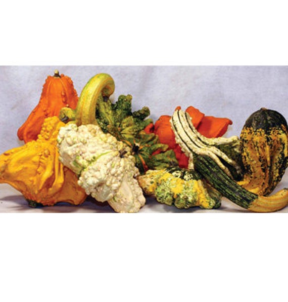 Mixed Large Gourds