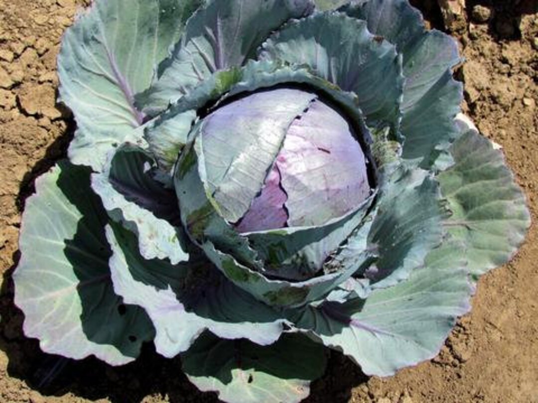 Red Acre Cabbage Seeds - Etsy