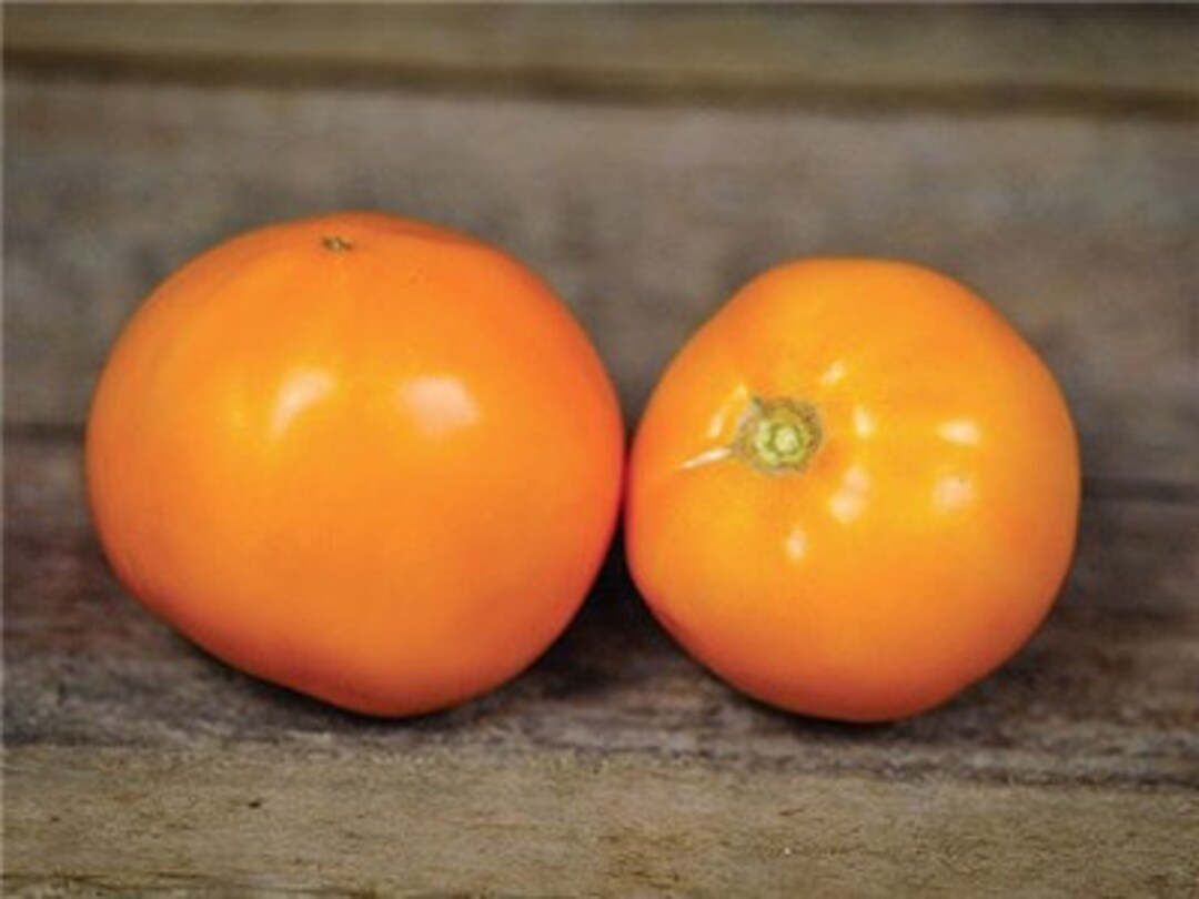 Dad's Sunset Tomato Seeds - Etsy