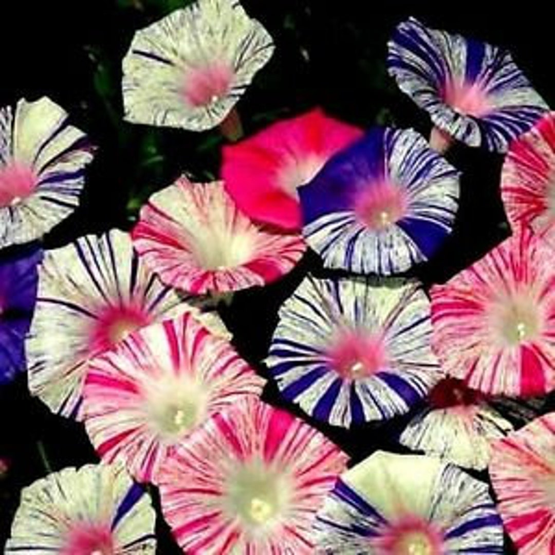 Carnival Morning Glory Vine Seeds - Etsy