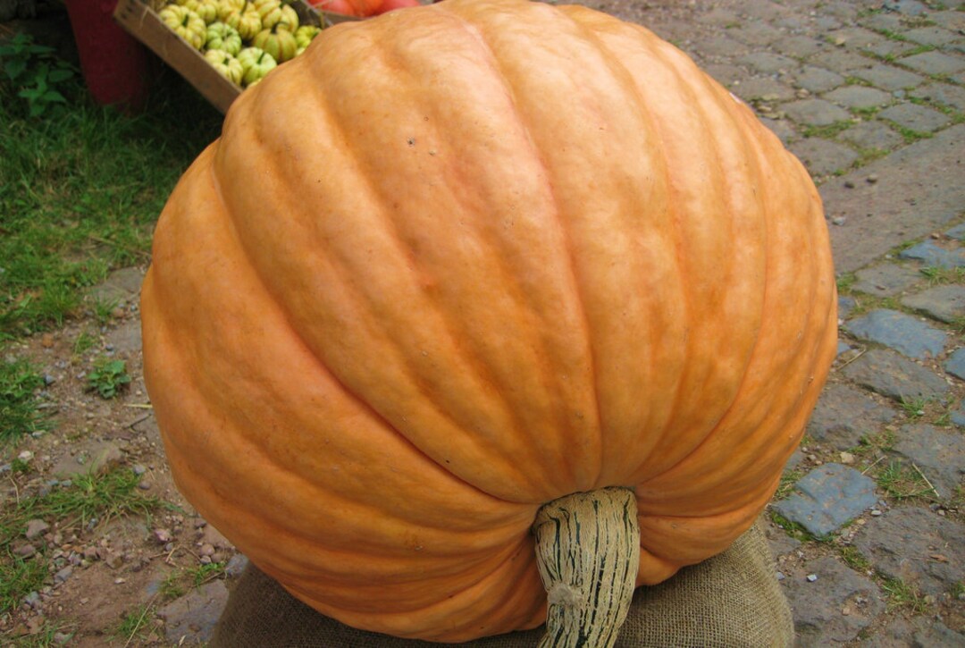 Mammoth Gold Pumpkin Seeds - Etsy