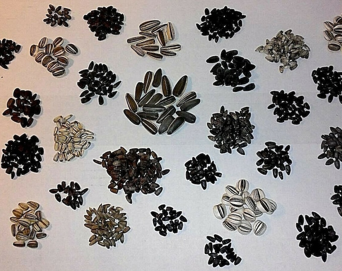 Custom Sunflower Seed Mix (30 Seeds) 30 KINDS of Ornamental Sunflowers ...