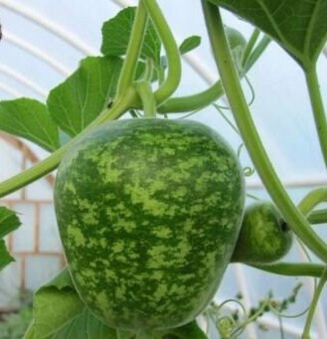 Apple Gourd Seeds - Etsy
