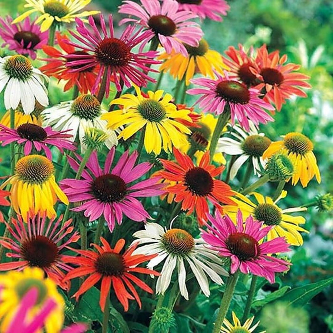 Coneflower Mix (echinacea Mix) - Beautiful Colors - Etsy