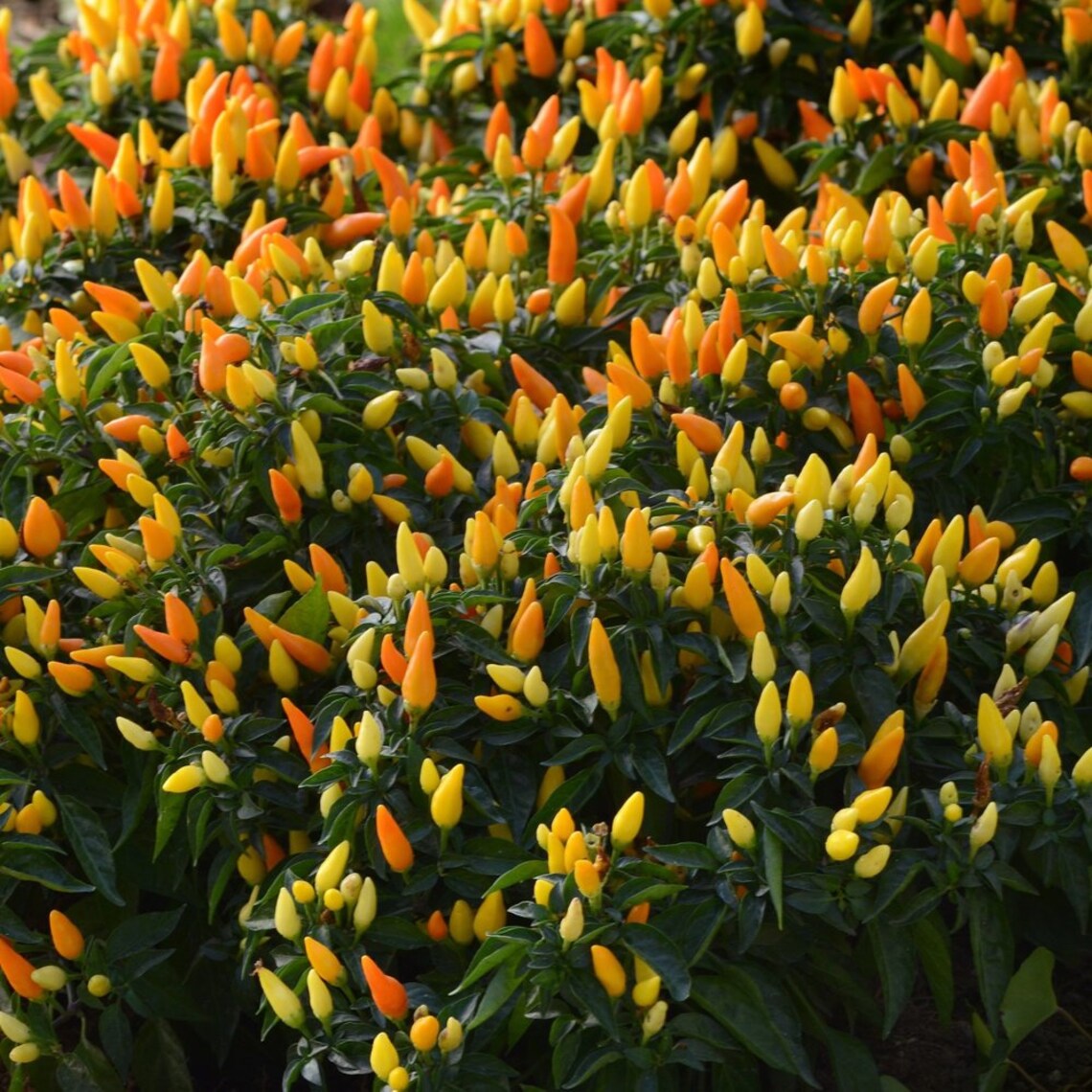 Sedona Sun Pepper (great for Cooking) - Etsy